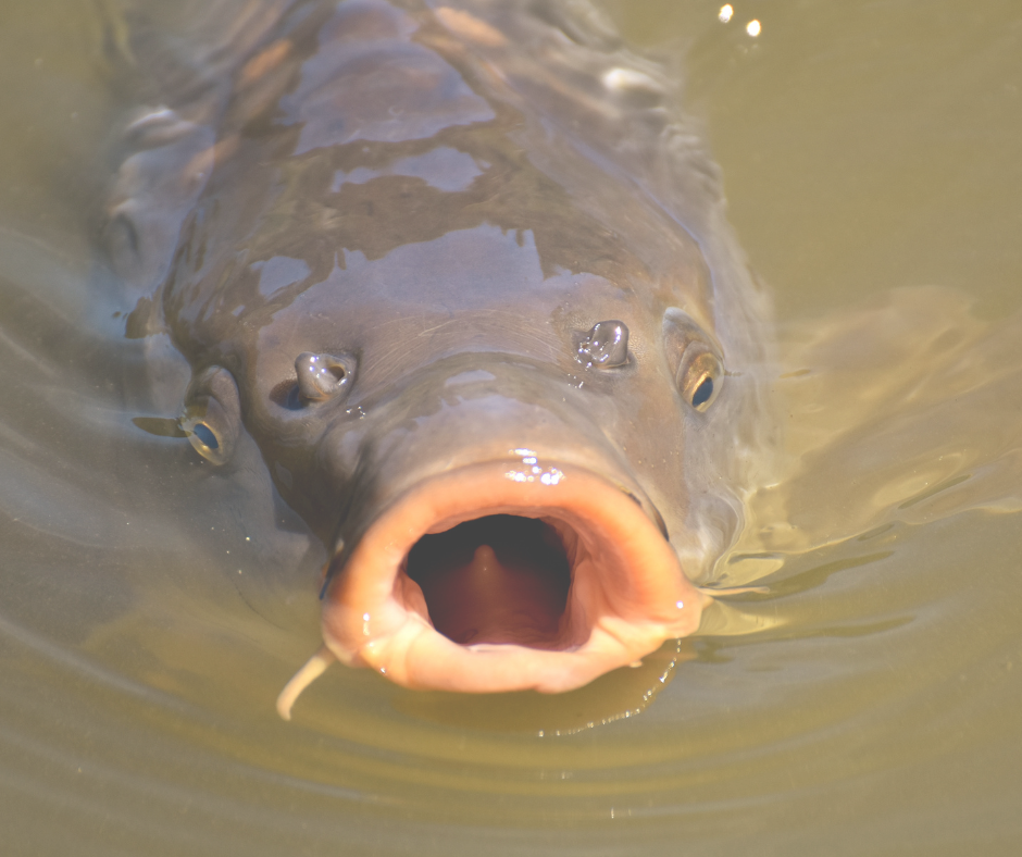 CARP SPECIMEN – probaitandtackle